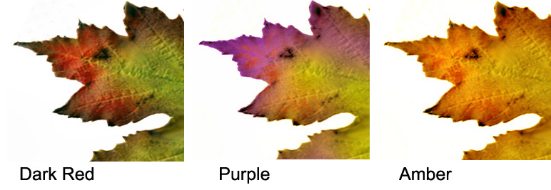 OOAK Artist Emporium - Botanical Fairy Wings