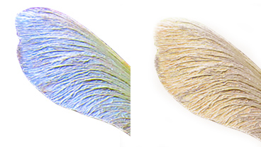 OOAK Artist Emporium - Botanical Fairy Wings